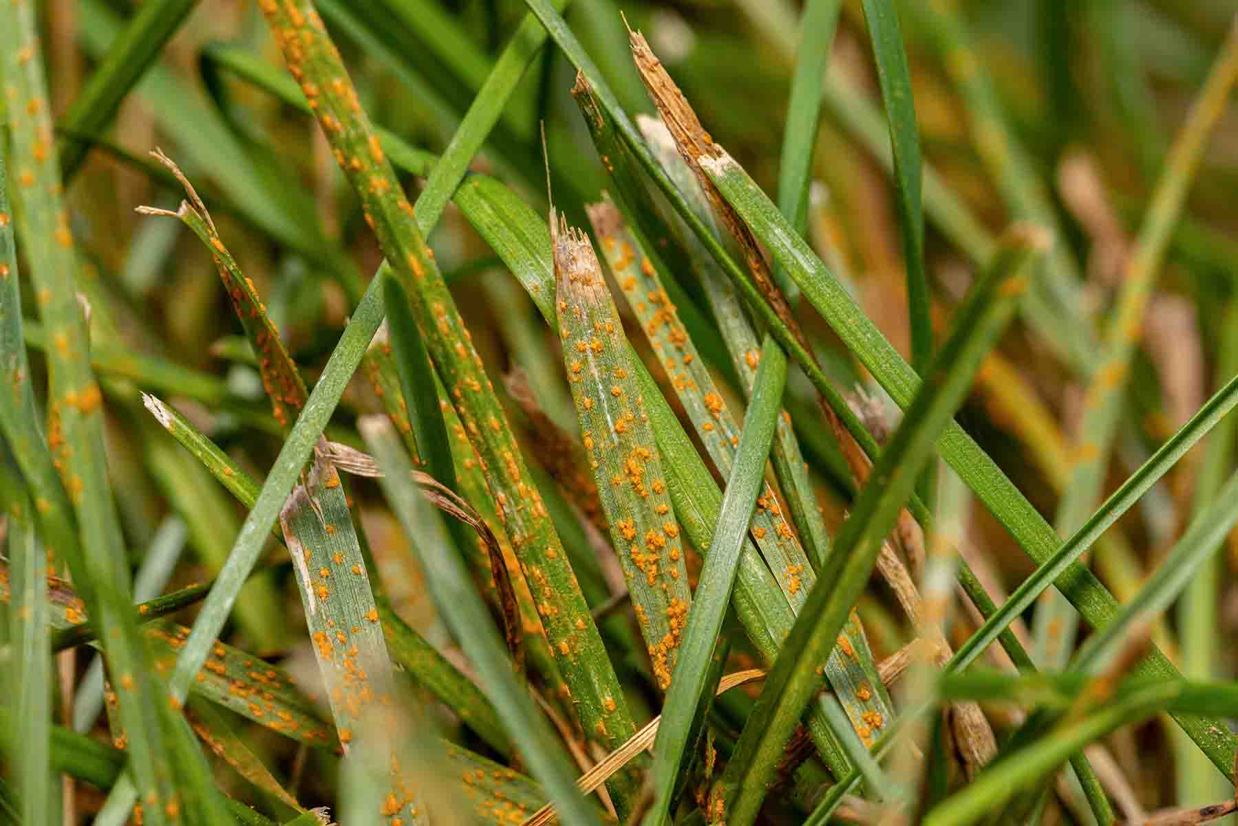 What Is Lawn Rust? | Summit Lawns Blog